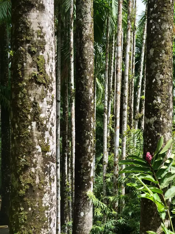 Discover the botanical garden of Balata in Martinique - Tourcrib