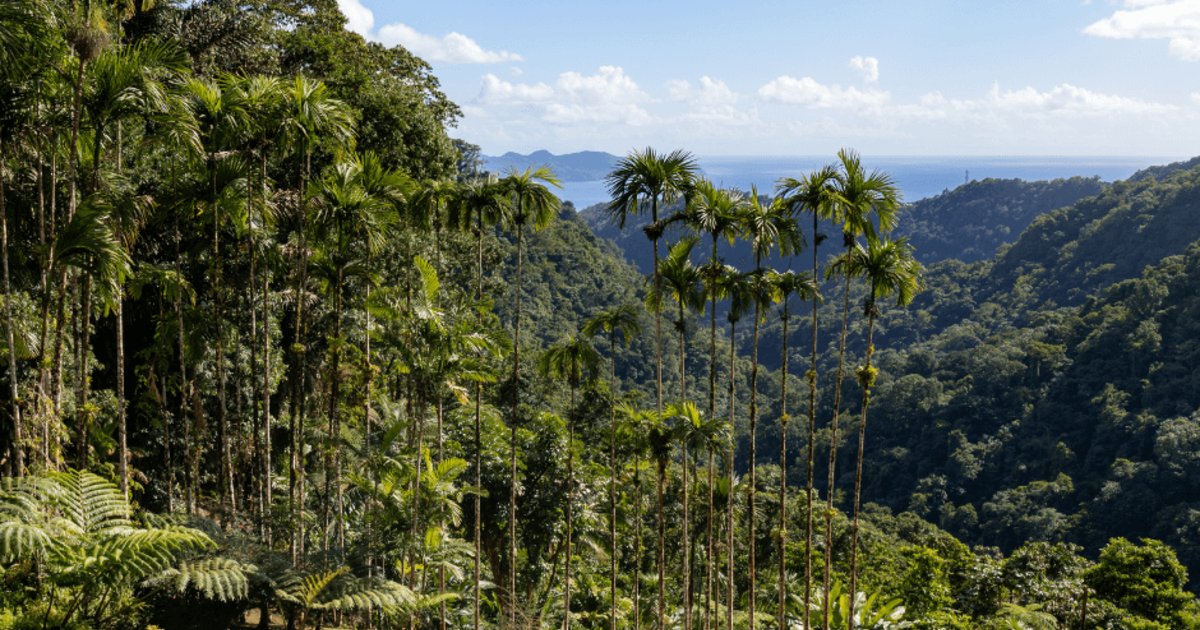 What to visit in Martinique? The island of flower unveiled itself to ...